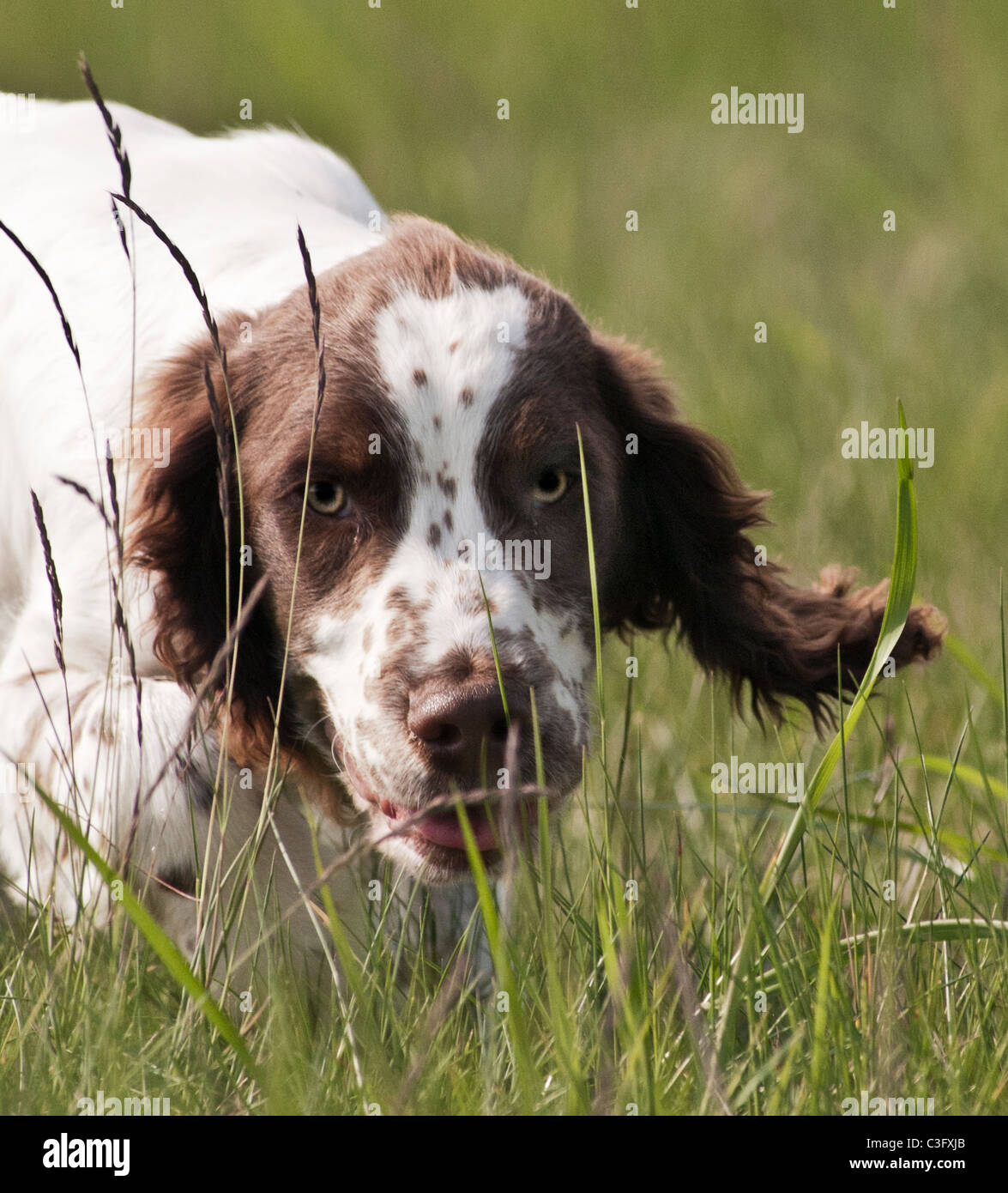 English springer spaniel, sixteen week old pups, running in grass field ...