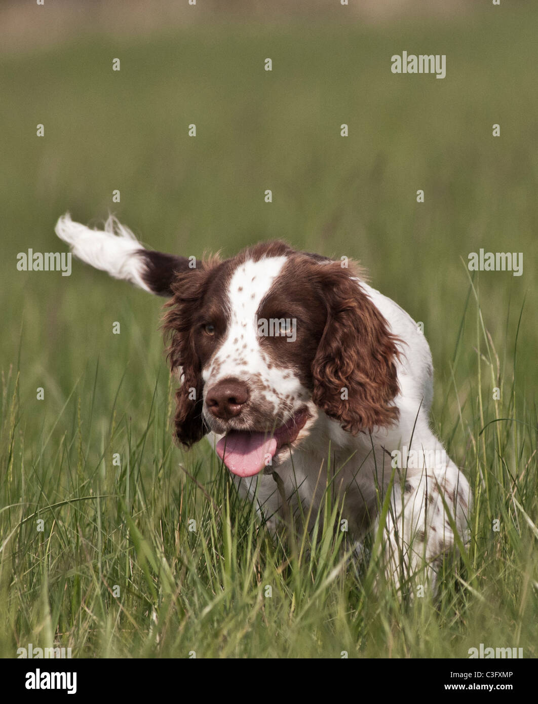 English springer spaniel hi-res stock photography and images - Alamy