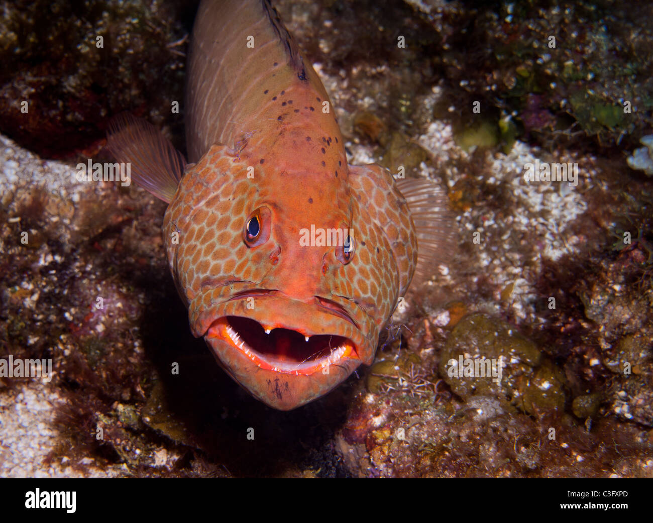 Grouper Mouth High Resolution Stock Photography and Images - Alamy