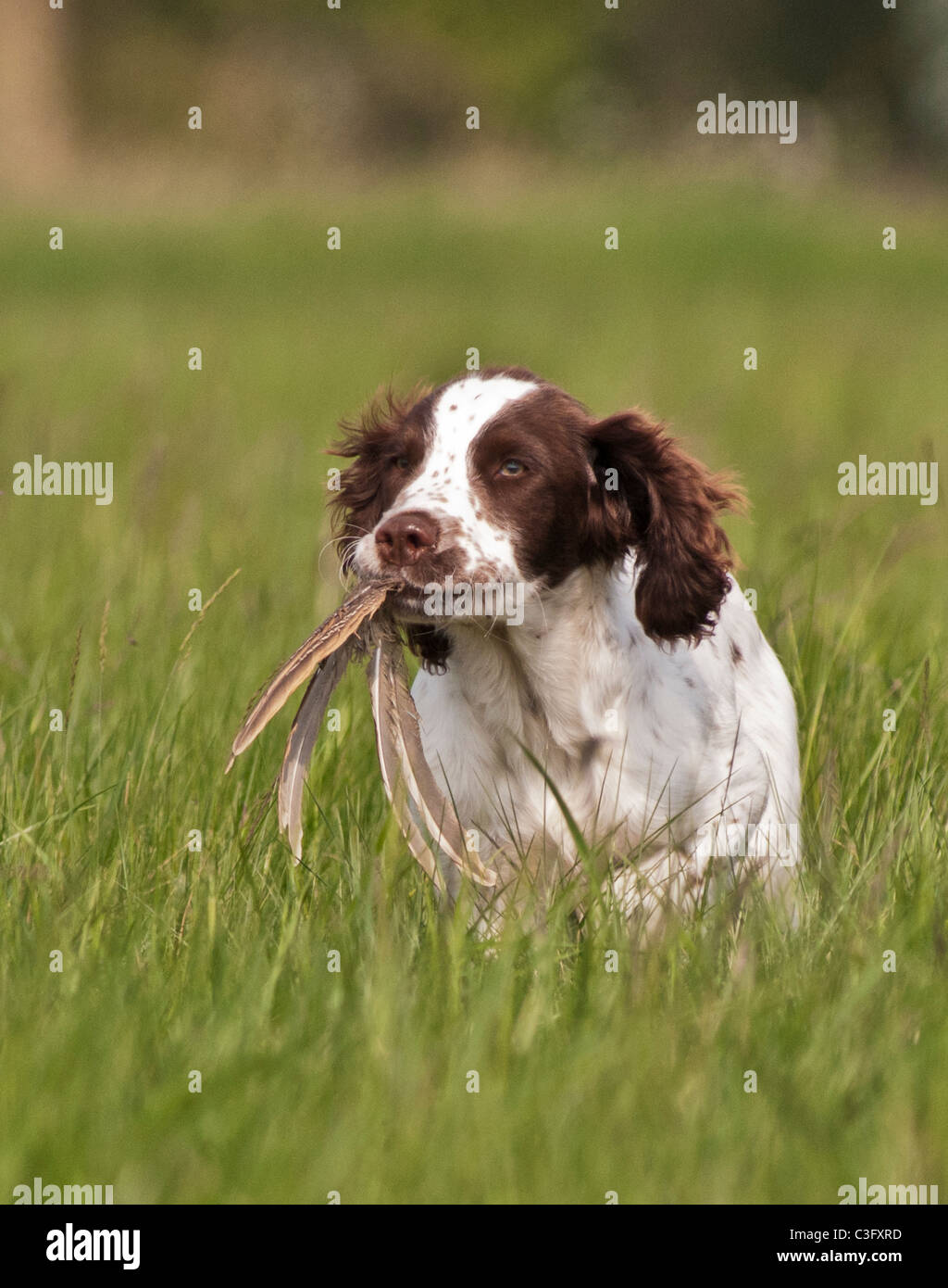 English springer spaniel, sixteen week old pups, running in grass field ...