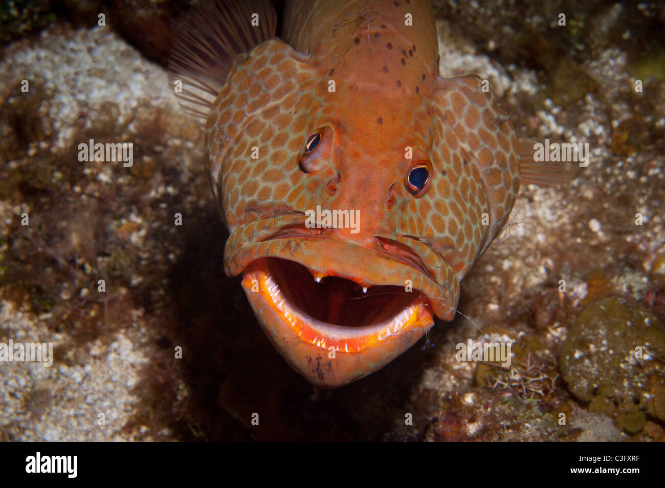Grouper mouth hi-res stock photography and images - Alamy