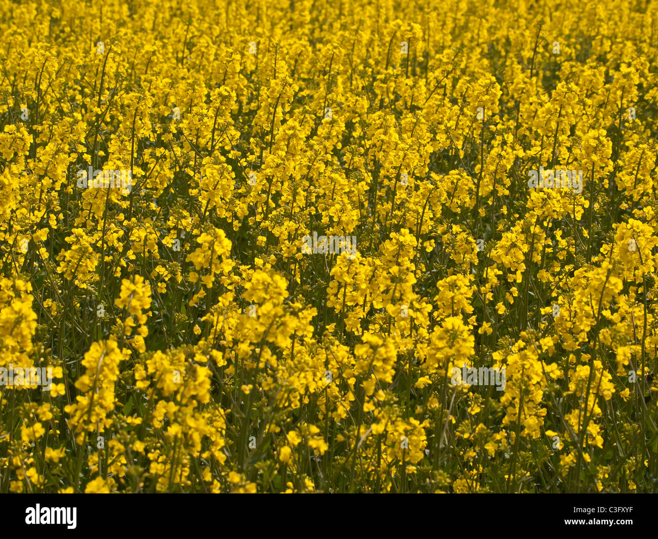 Oilseed Rape flowers Yorkshire England UK Stock Photo - Alamy