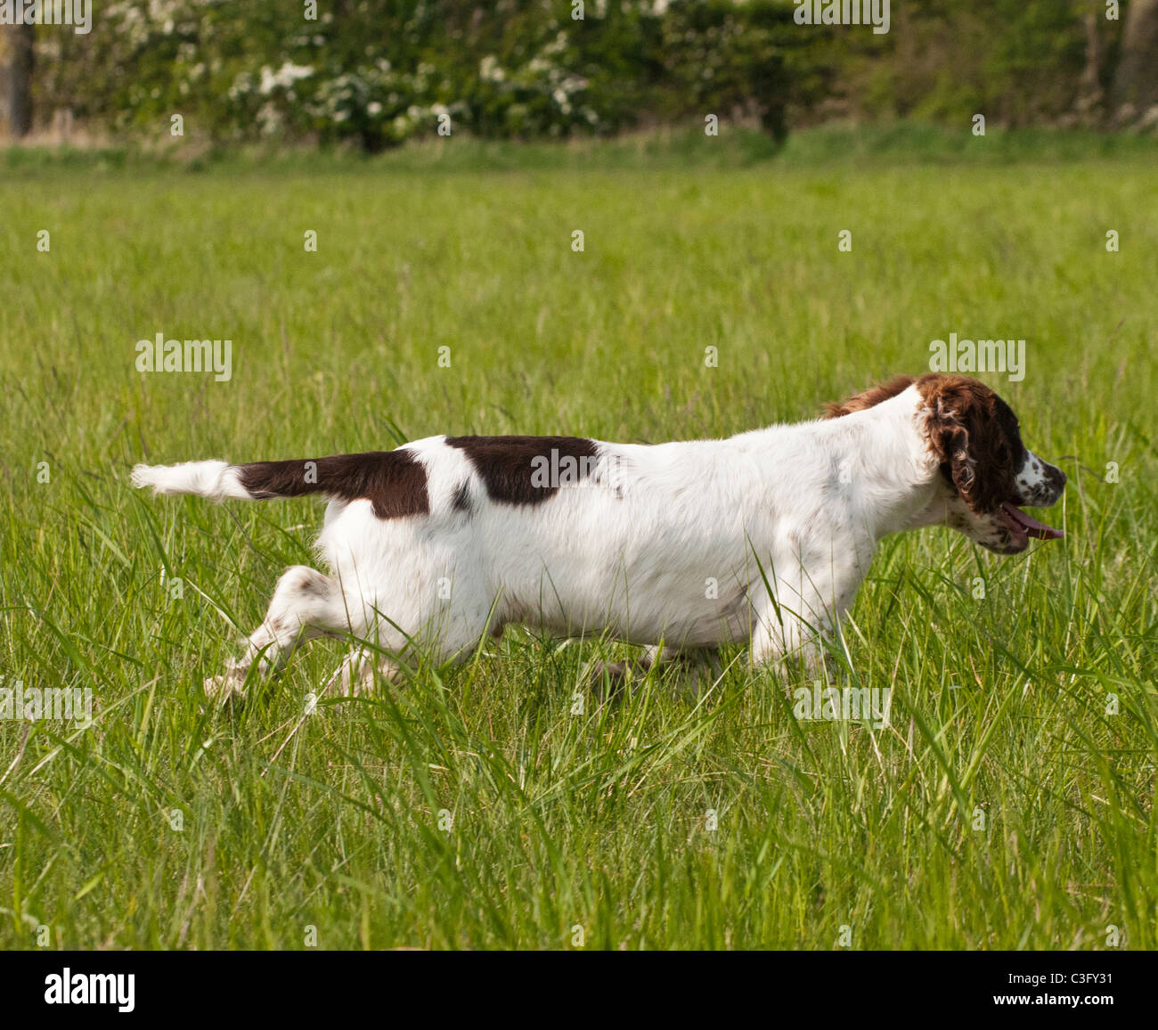 Liver white springer spaniel puppies hi-res stock photography and ...