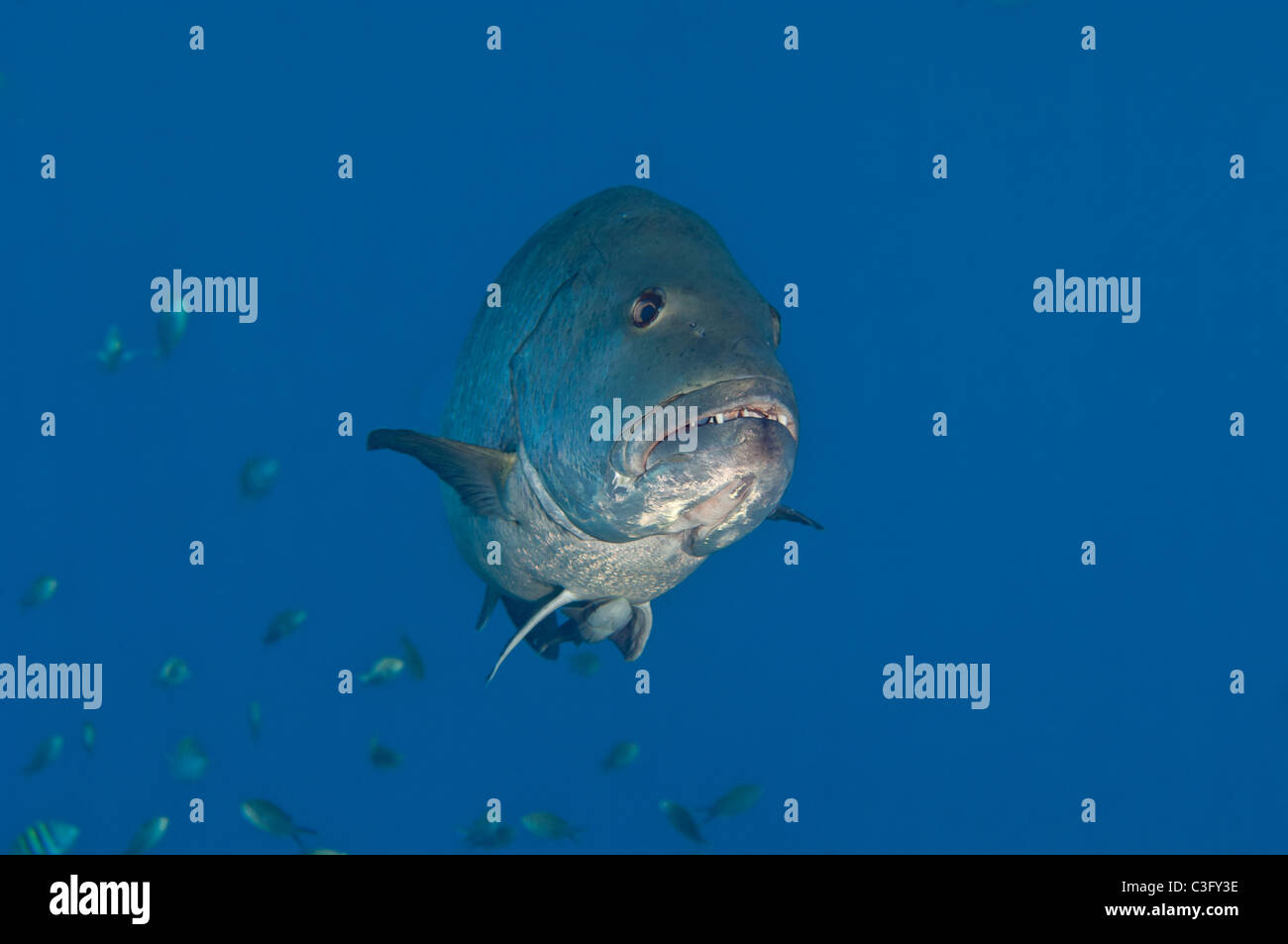 Dog snappers derive their name from the two large fang like teeth at ...