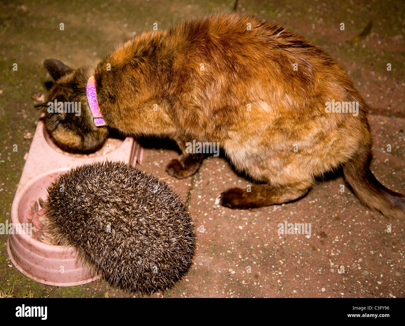 Cute Kittens With Hedgehogs