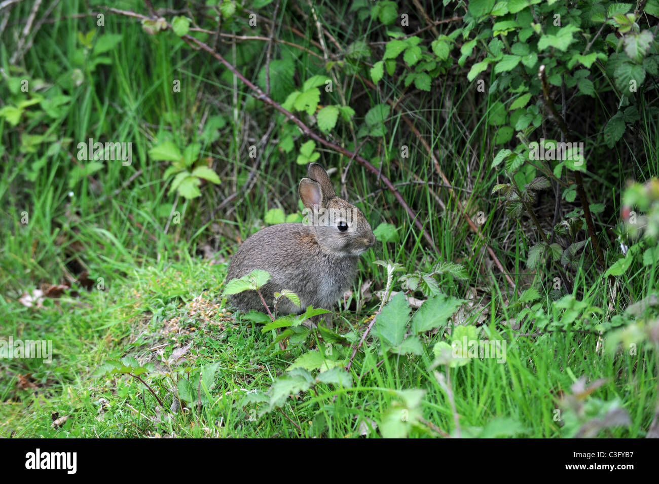Uk wild rabbits hi-res stock photography and images - Alamy