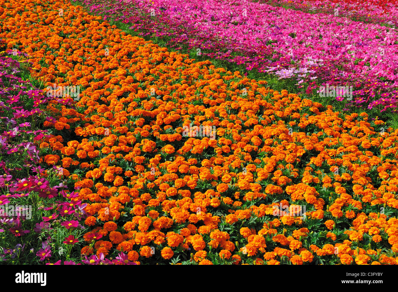 Garden full of many kinds of flowers Stock Photo - Alamy