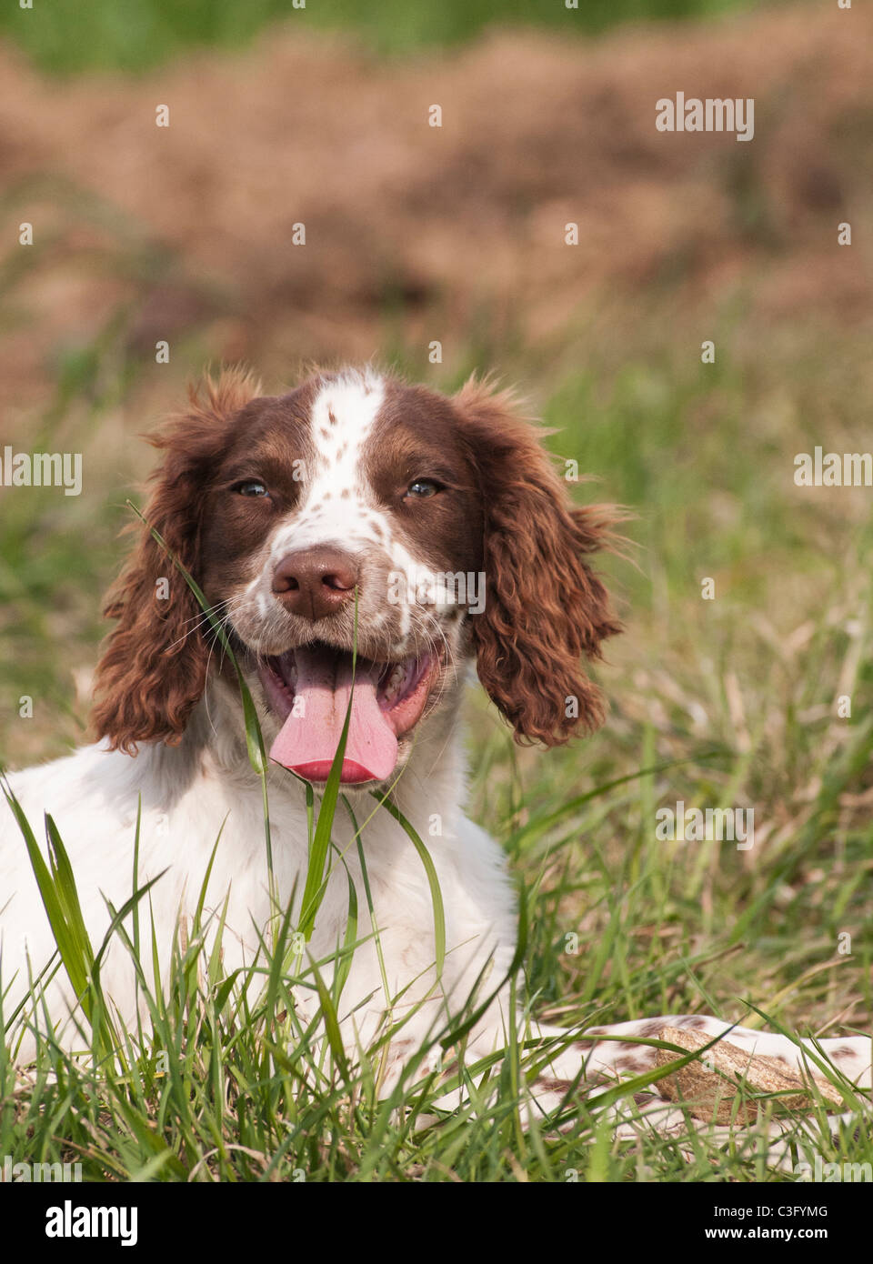 Liver white springer spaniel puppies hi-res stock photography and ...