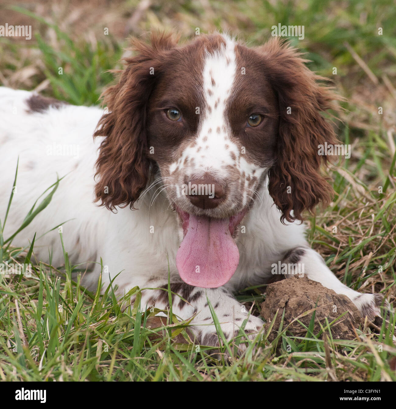 English springer spaniel, sixteen week old pups, playing with a stone ...
