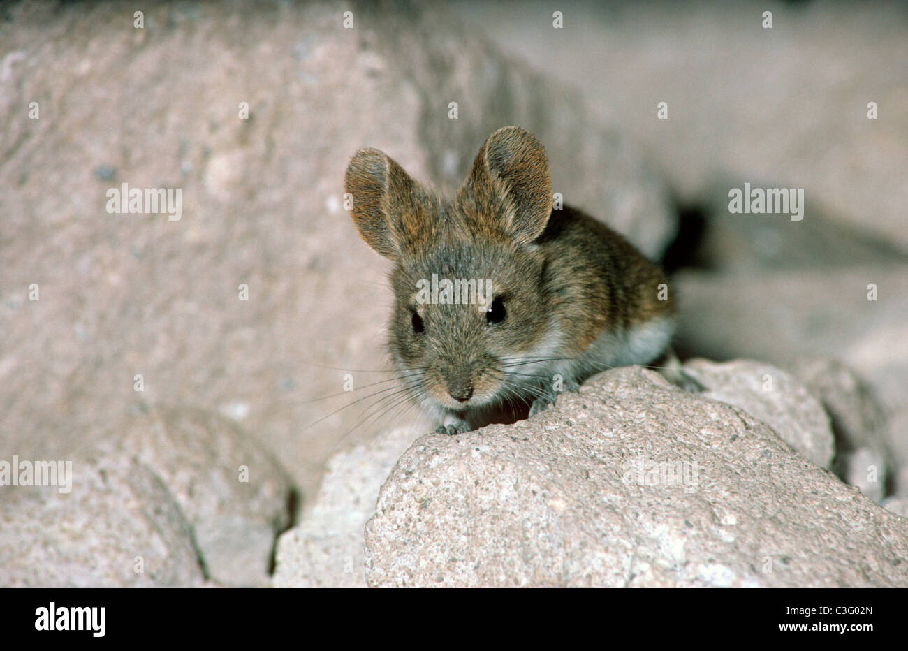 Darwin's leaf-eared mouse (Phyllotis darwini) foraging in daytime on ...
