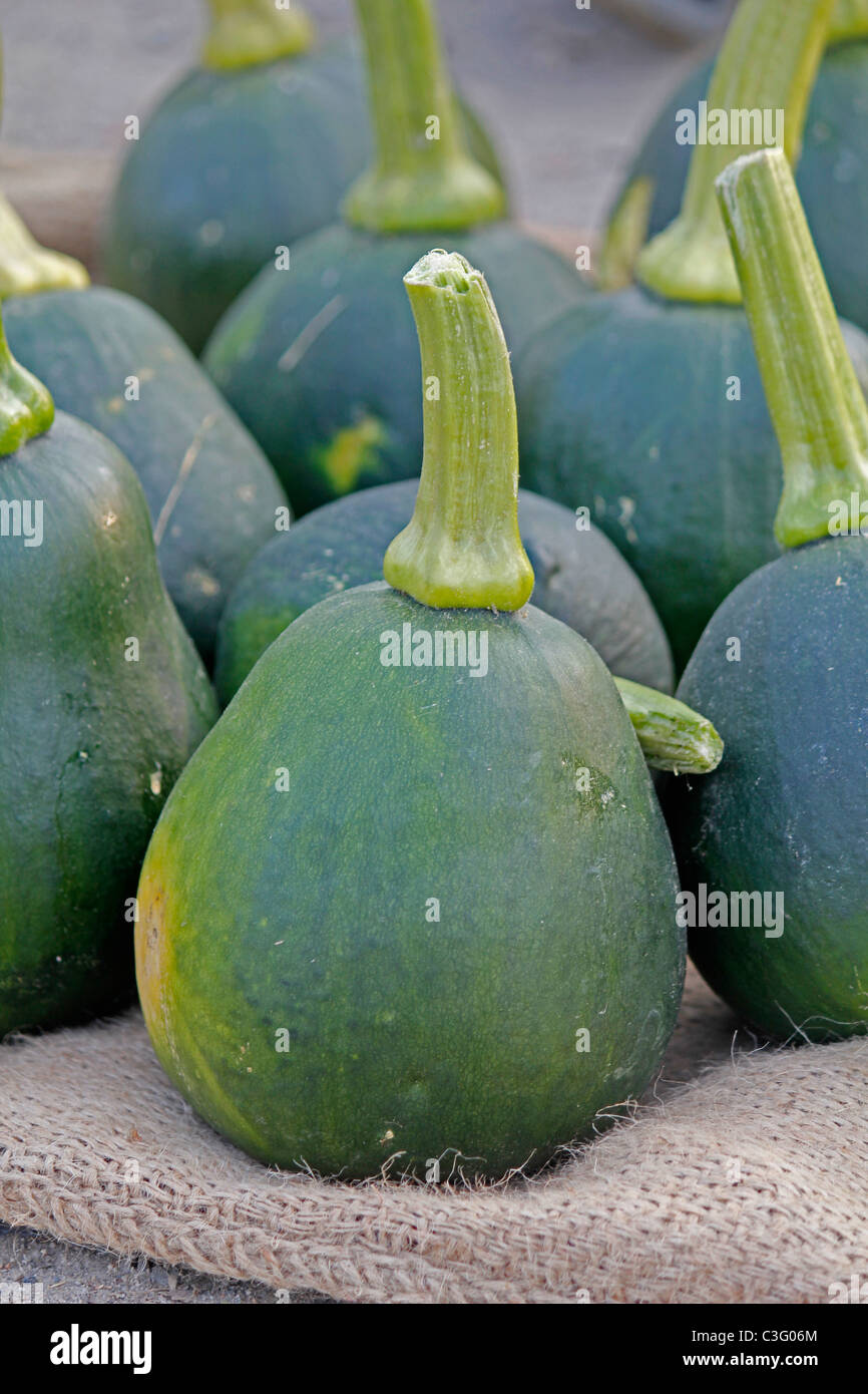 Pumpkin, Cucurbita pepo pepo Stock Photo - Alamy