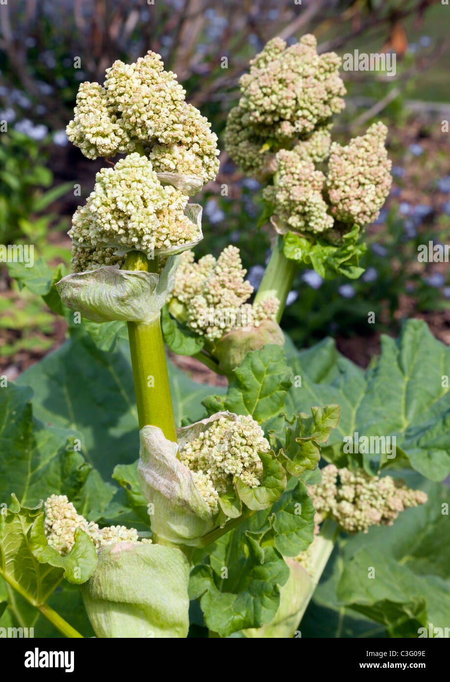Rhubarb flowers hi-res stock photography and images - Alamy