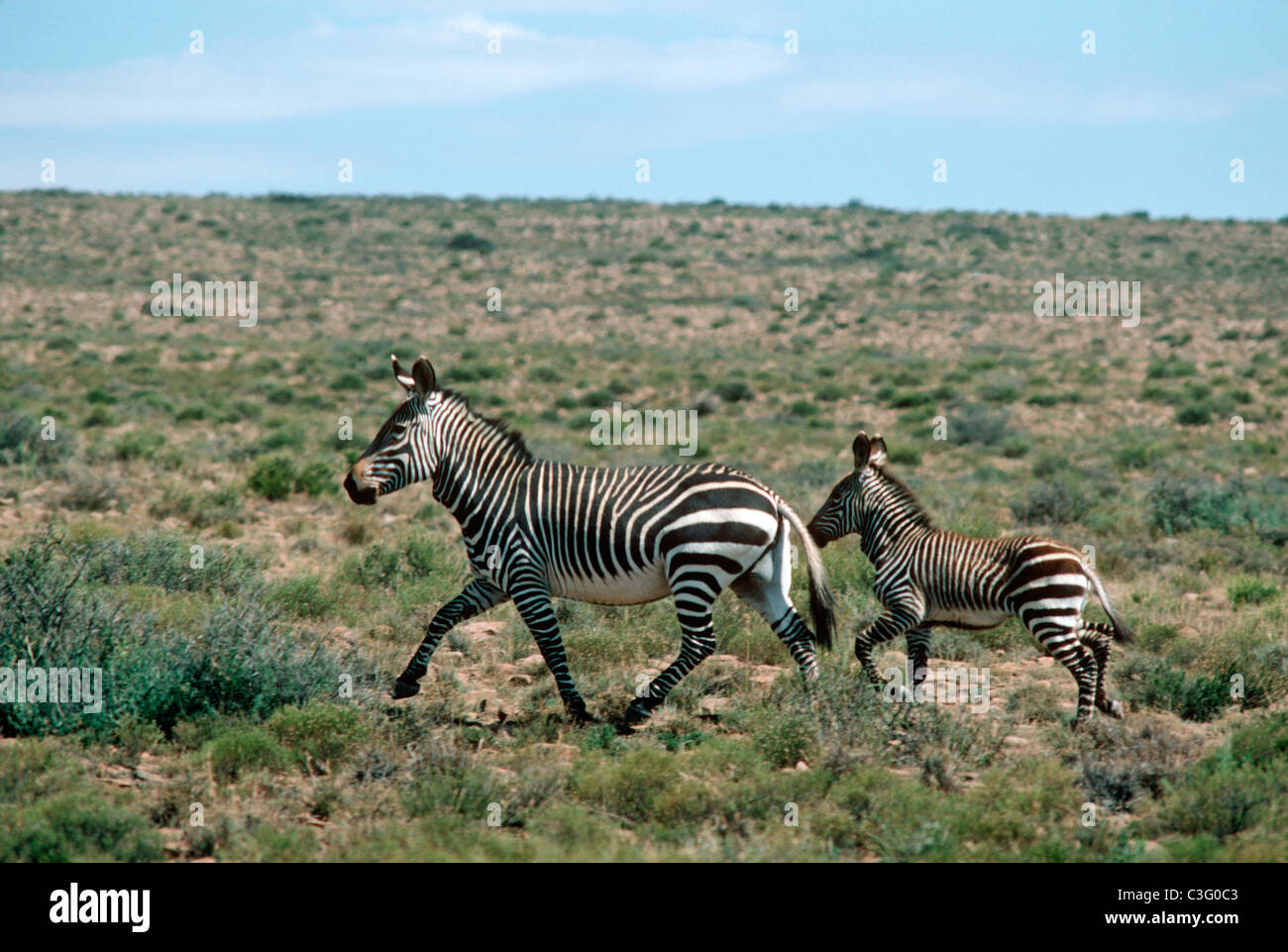 Cape mountain zebra (Equus (= Hippotigris) zebra zebra: Equidae) mother ...