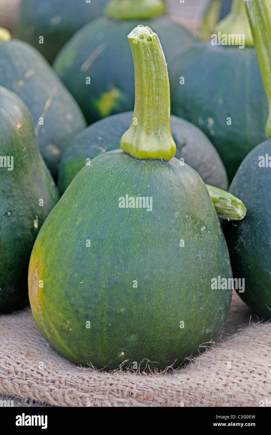 Pumpkin, Cucurbita pepo pepo Stock Photo - Alamy