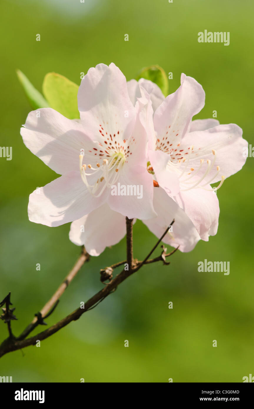 Bunch of azalea flowers Stock Photo - Alamy