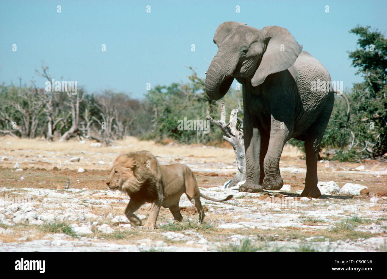 African elephant (Loxodonta africana) chasing Lion (Panthera leo: Felidae) away from waterhole ...