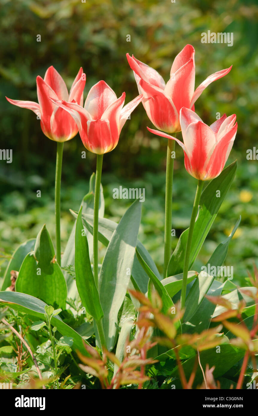 Garden backlit hi-res stock photography and images - Alamy
