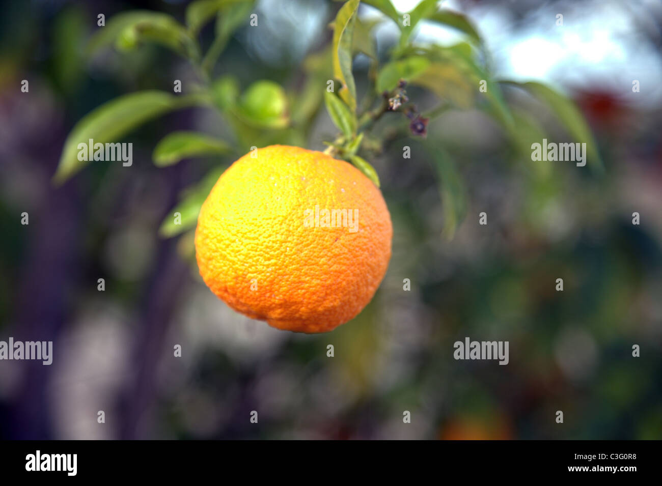 a close up of a ripe orange growing on a tree Stock Photo - Alamy