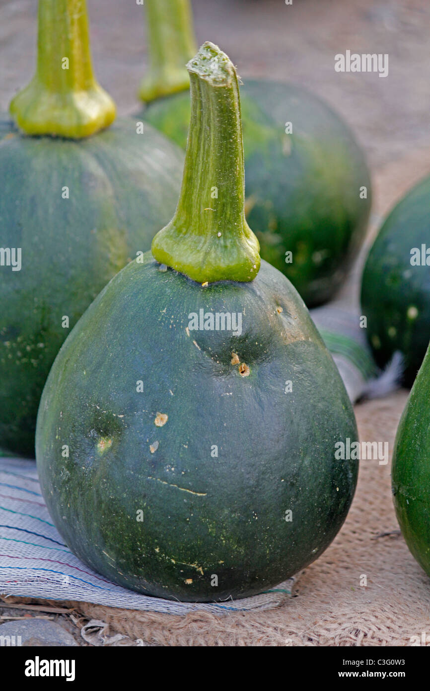 Cucurbita pepo pepo hi-res stock photography and images - Alamy