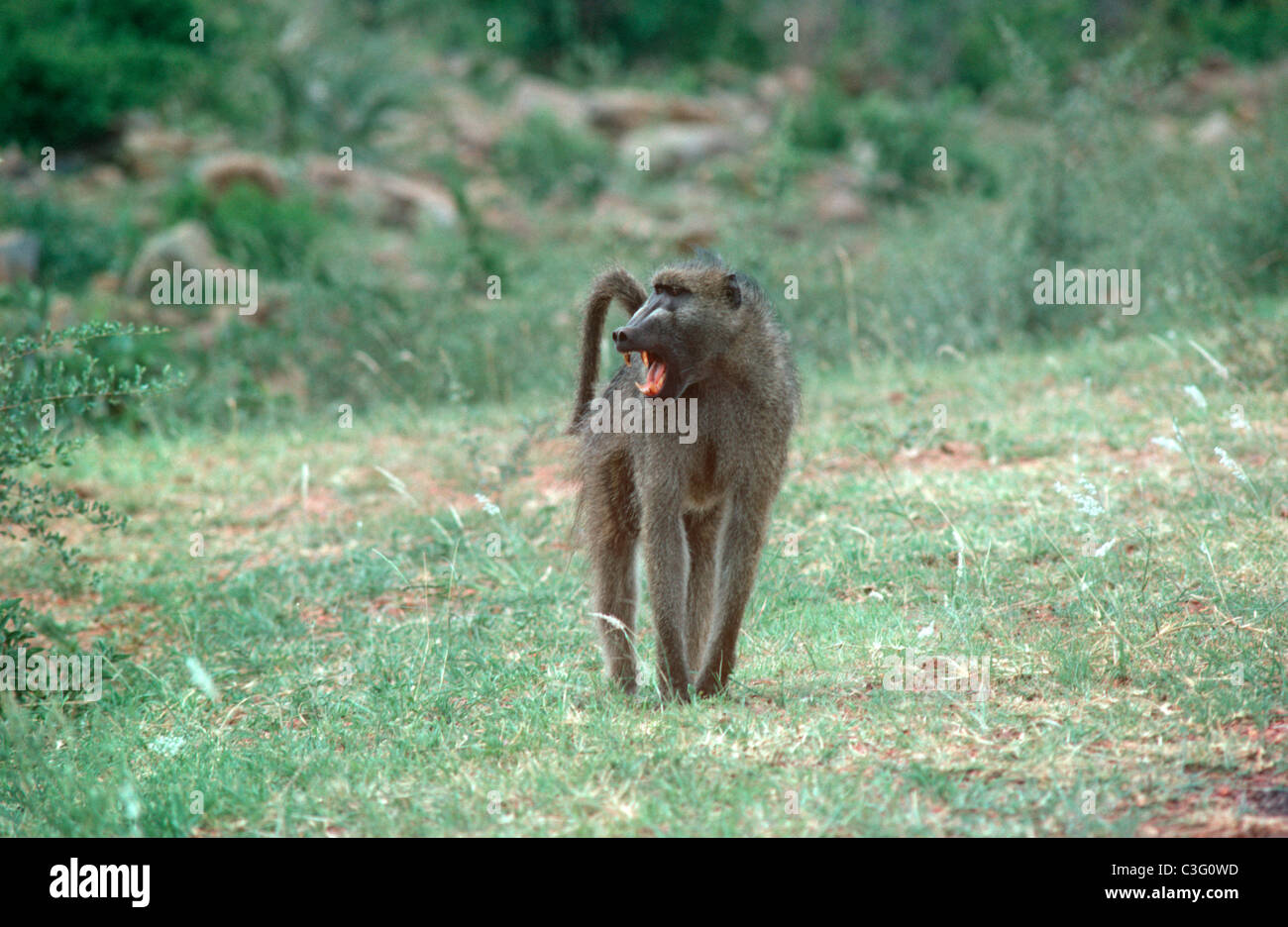 Baboon aggression male hi-res stock photography and images - Alamy
