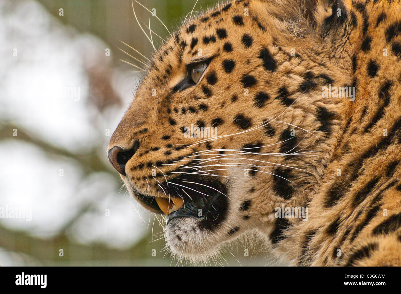 Amur Leopard growling (captive Stock Photo - Alamy