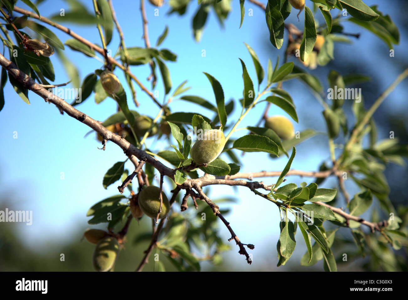 Almonds growing on almond tree hi-res stock photography and images - Alamy