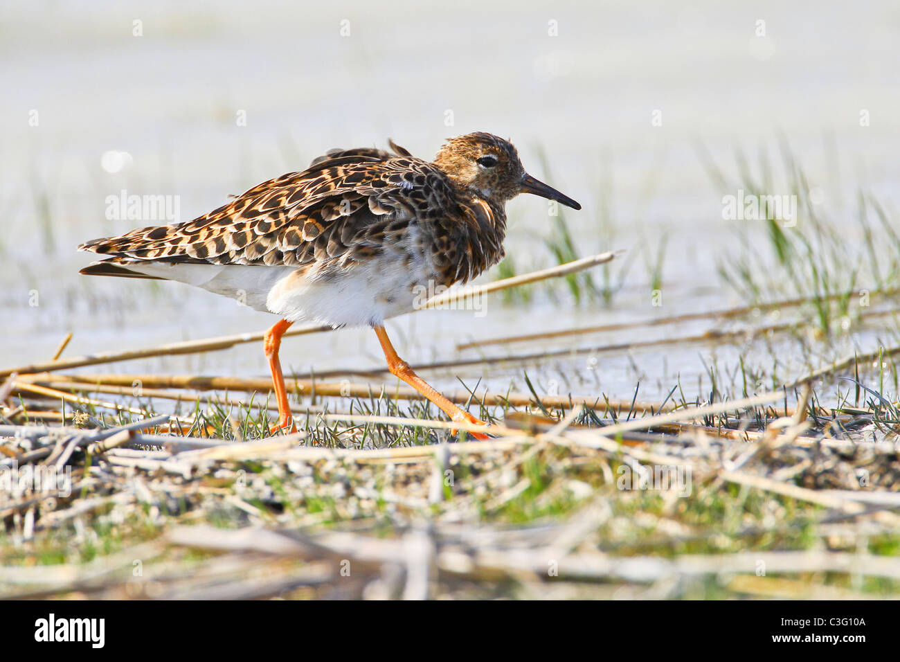 Ruff bird close up hi-res stock photography and images - Alamy