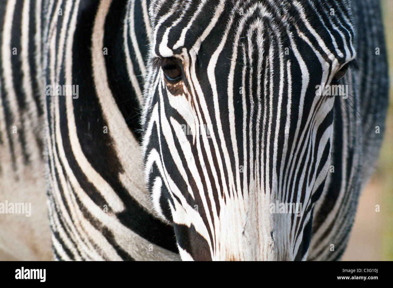 Grevy's Zebra portrait (captive Stock Photo - Alamy