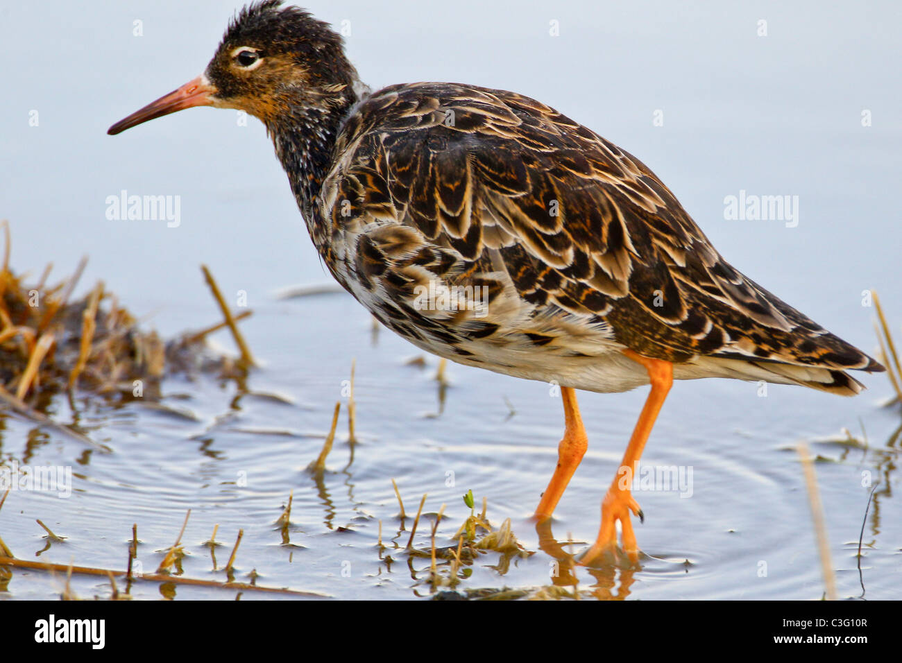 Ruff bird close up hi-res stock photography and images - Alamy