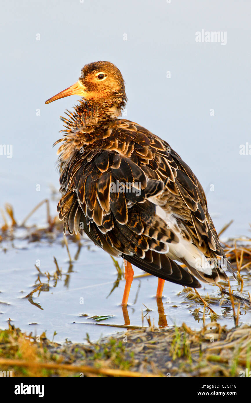 Ruff bird close up hi-res stock photography and images - Alamy