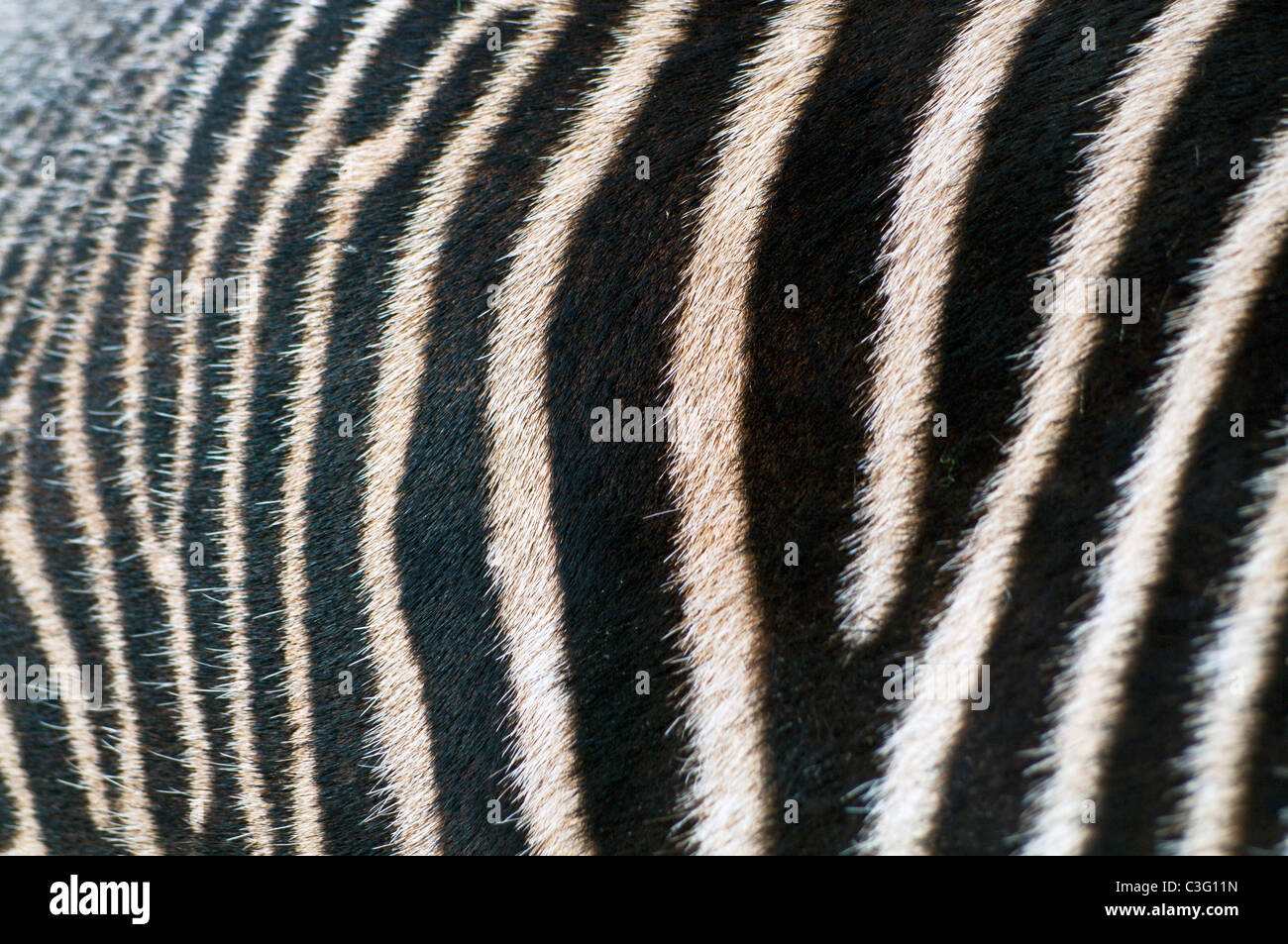 Zebra captive hi-res stock photography and images - Alamy