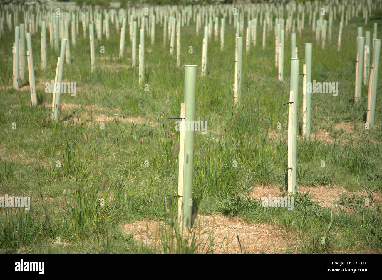 Fresh saplings hi-res stock photography and images - Alamy