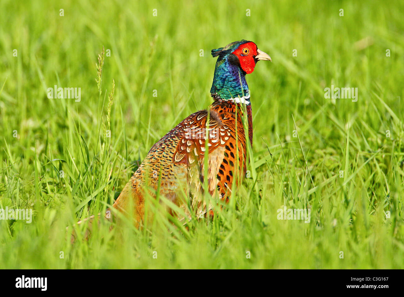 Red pheasant hi-res stock photography and images - Alamy
