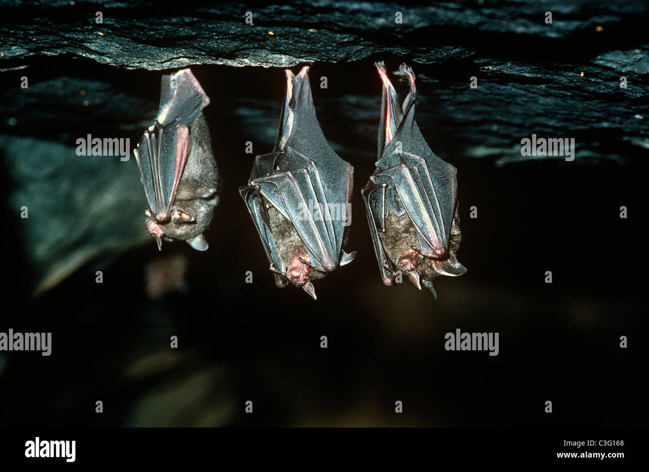 Seba's short-tailed bat / Short-tailed Leaf-nosed Bat (Carollia ...