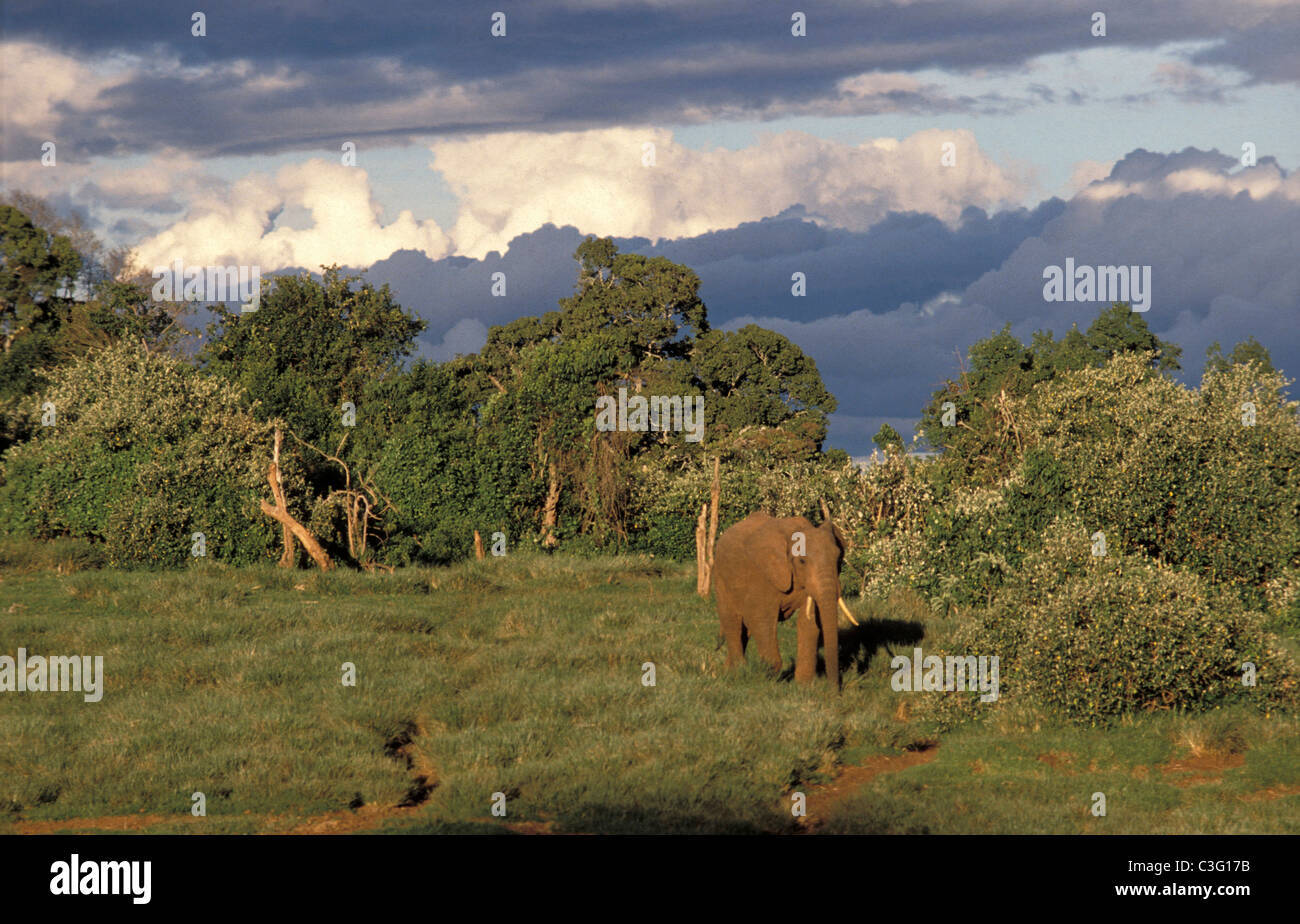 Kenya. Aberdare National park Stock Photo - Alamy