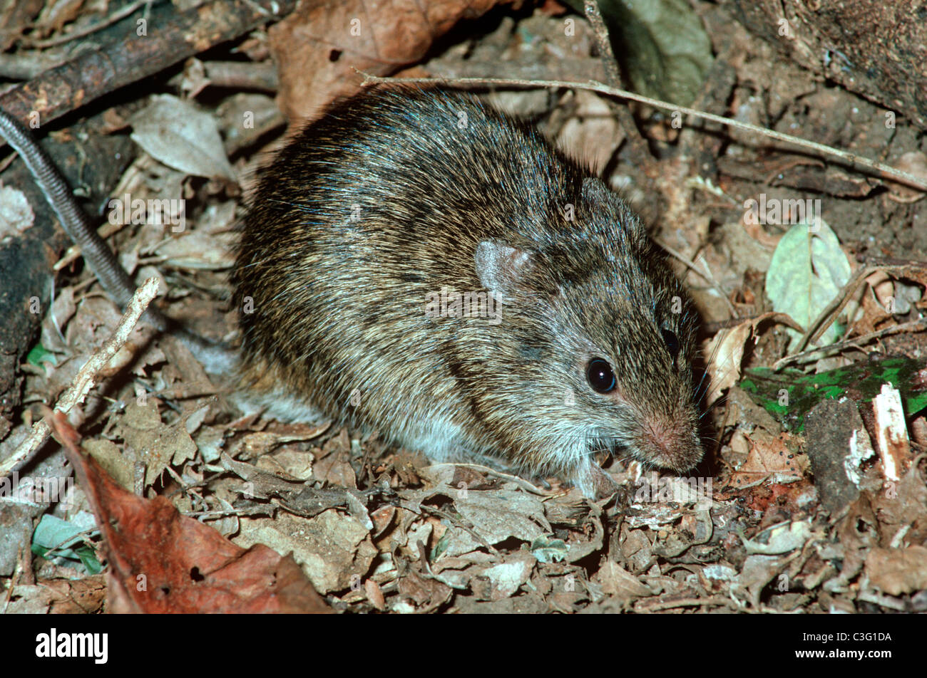 Cotton rat hi-res stock photography and images - Alamy