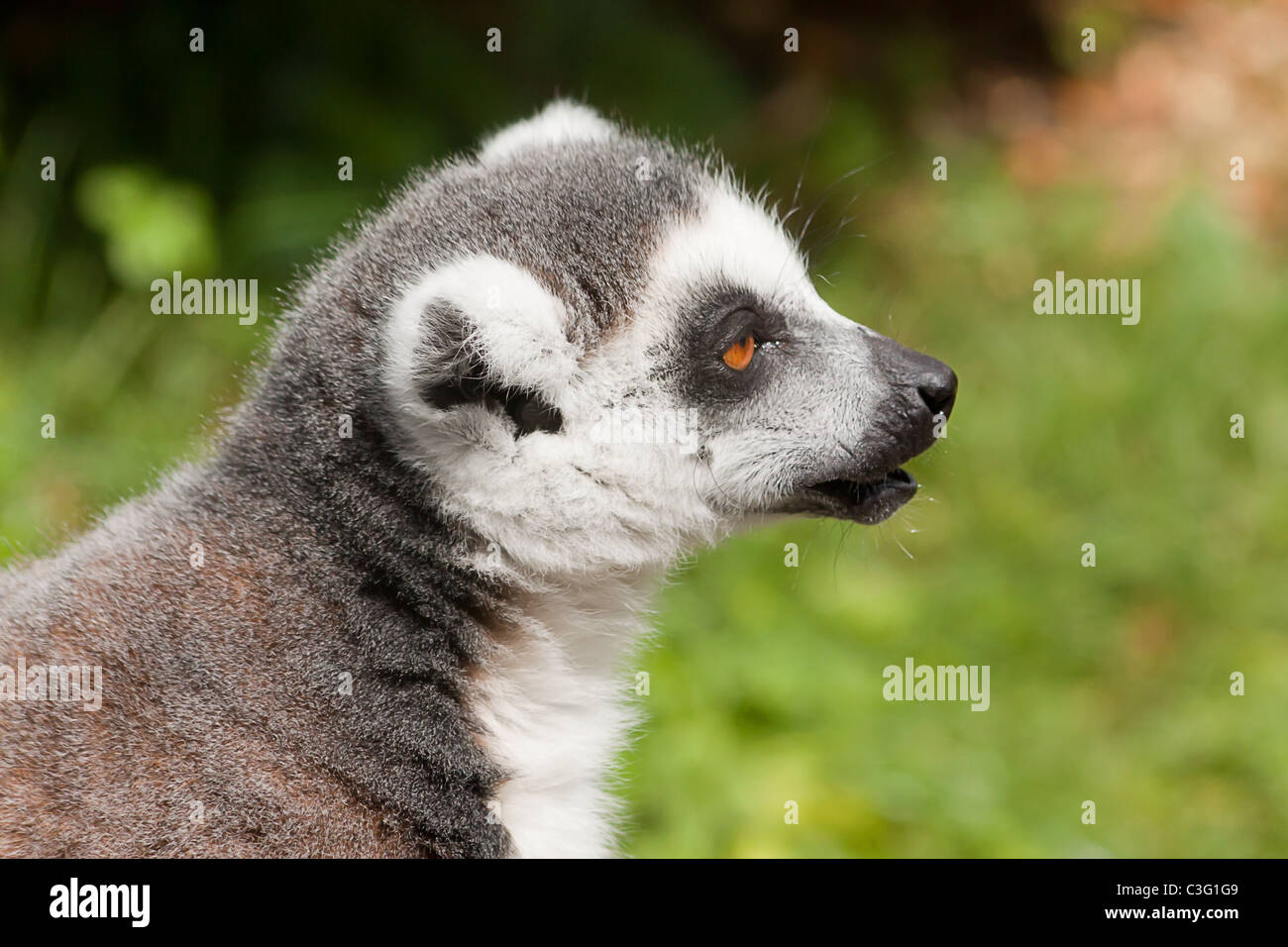 ring tailed lemur Stock Photo - Alamy