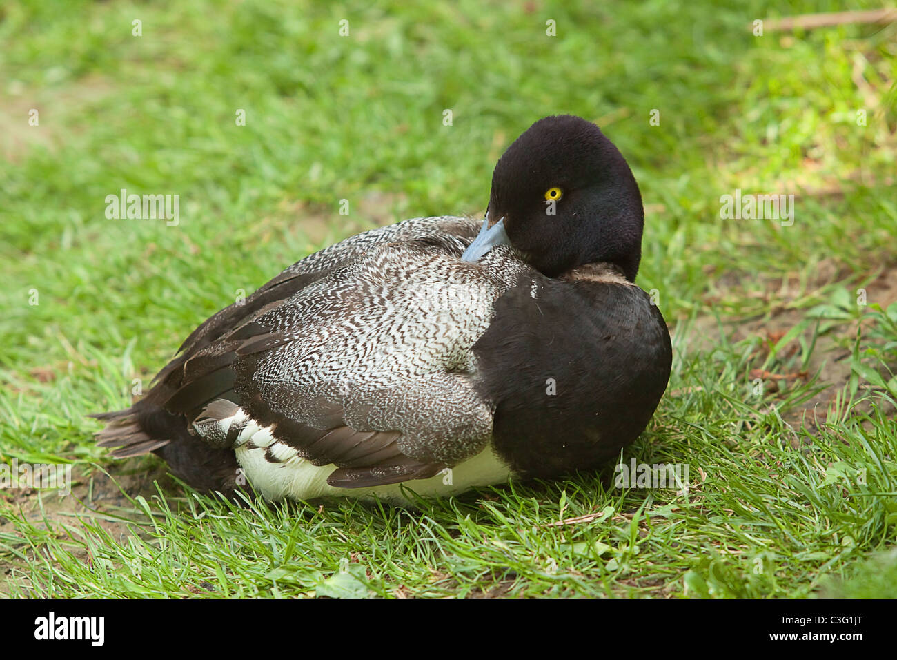 Resting on the bank hi-res stock photography and images - Alamy