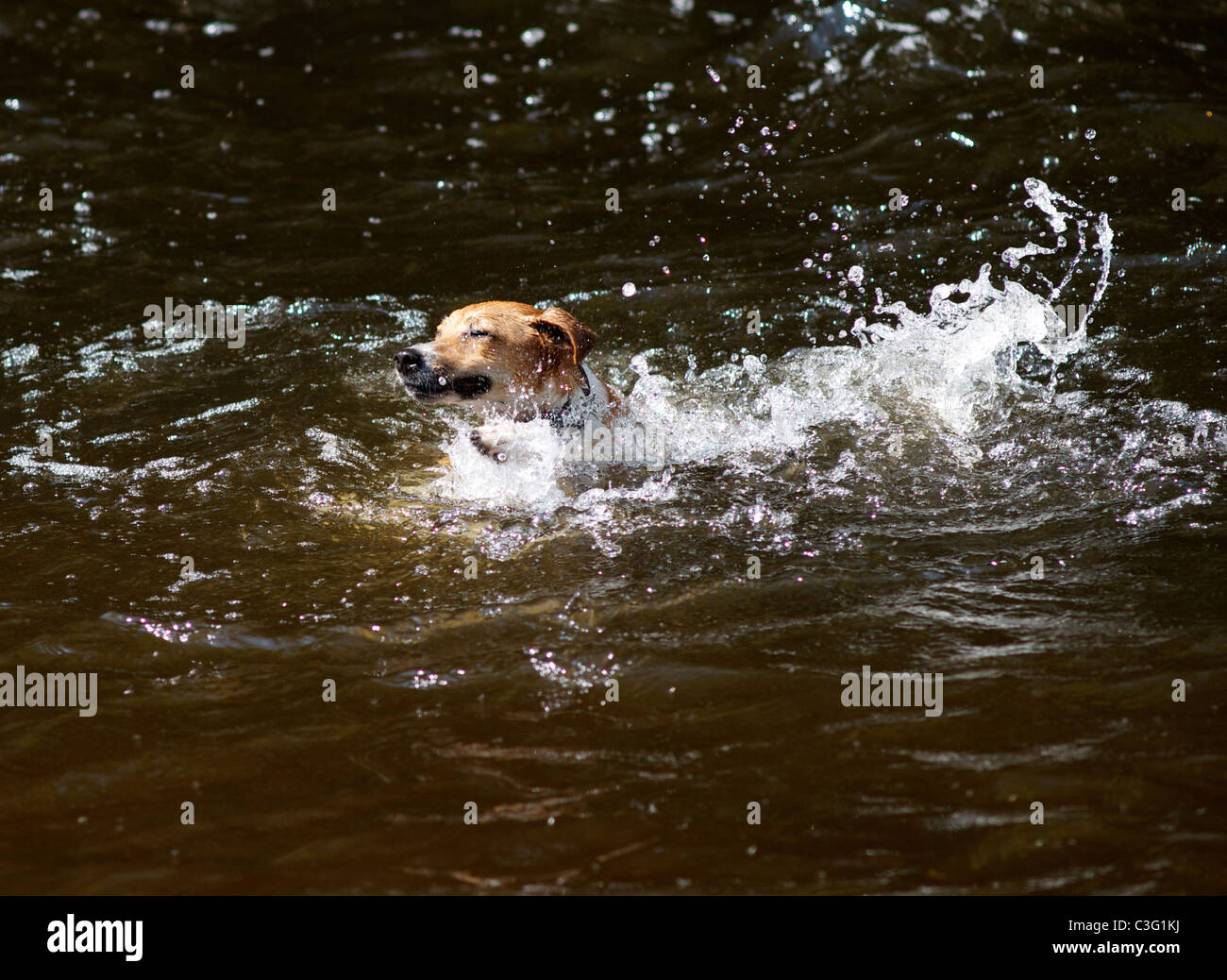 dog swimming for a stick in the river mersey near didsbury, south ...