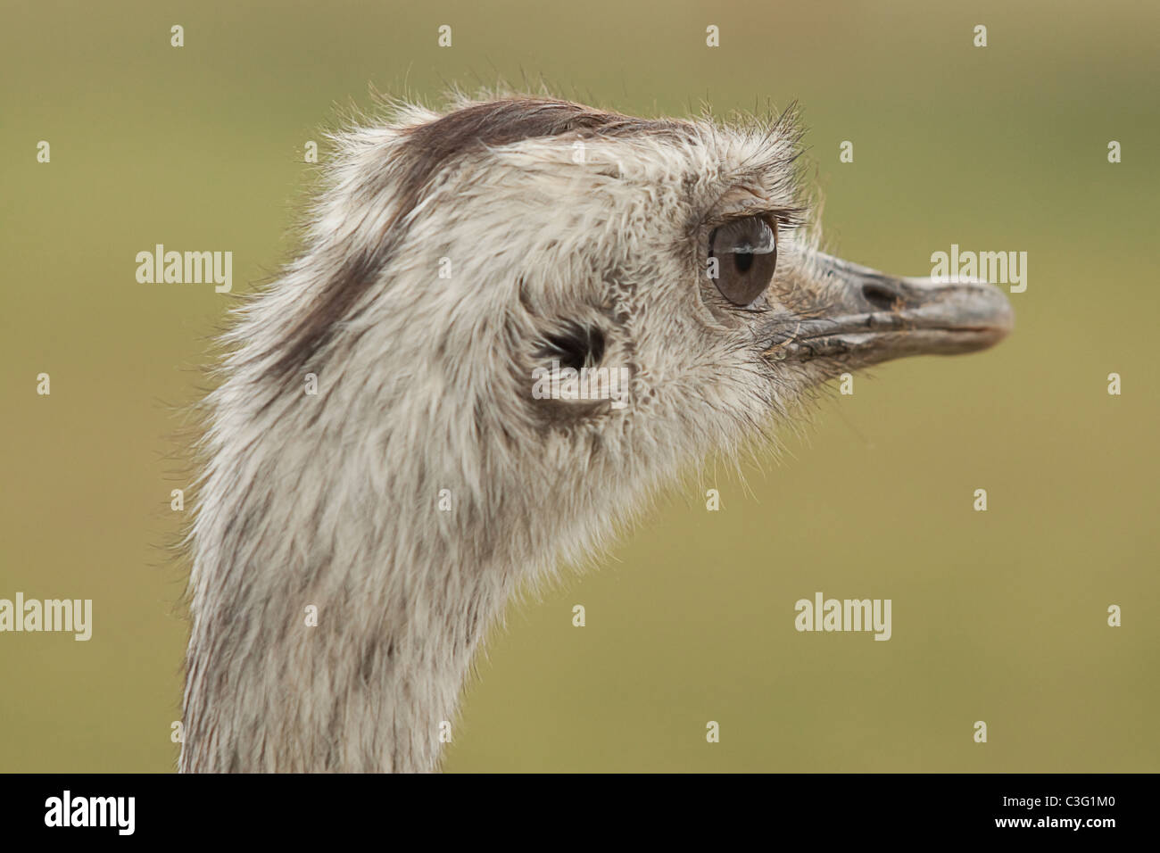 Rhea bird hi-res stock photography and images - Alamy