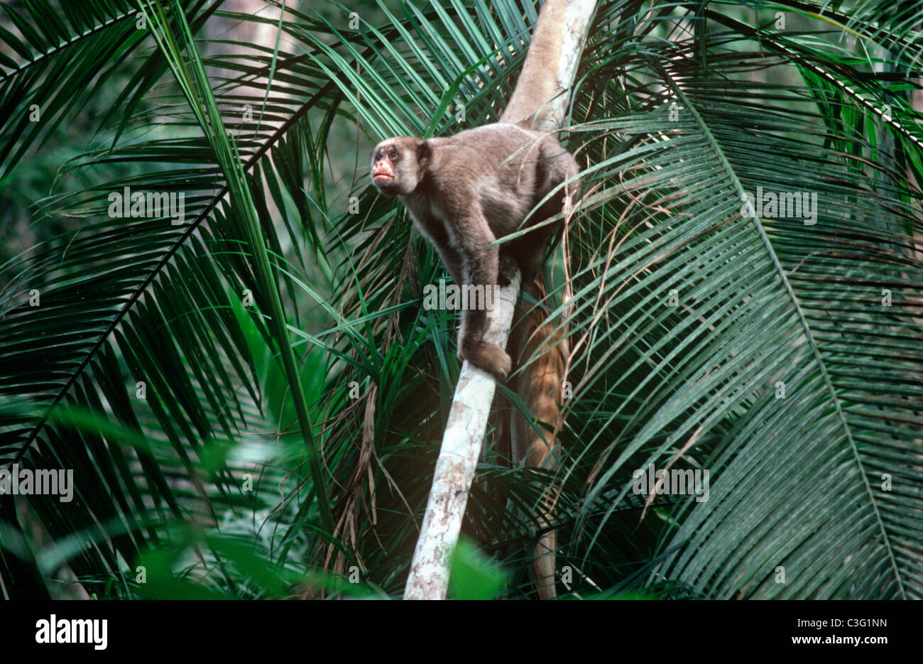 Muriqui, or woolly spider monkey (Brachyteles arachnoides: Cebidae ...