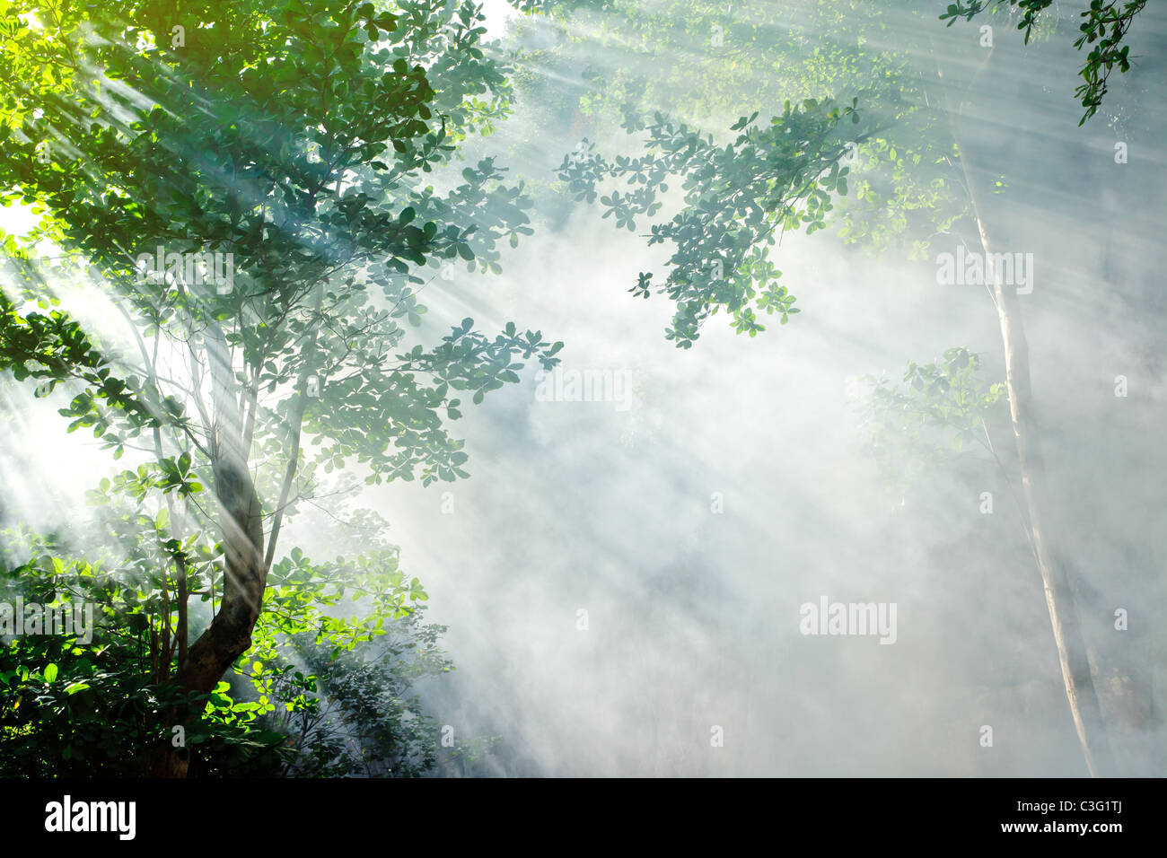 morning sunbeam in tropical fairy forest with smoke, ko laoliang island ...