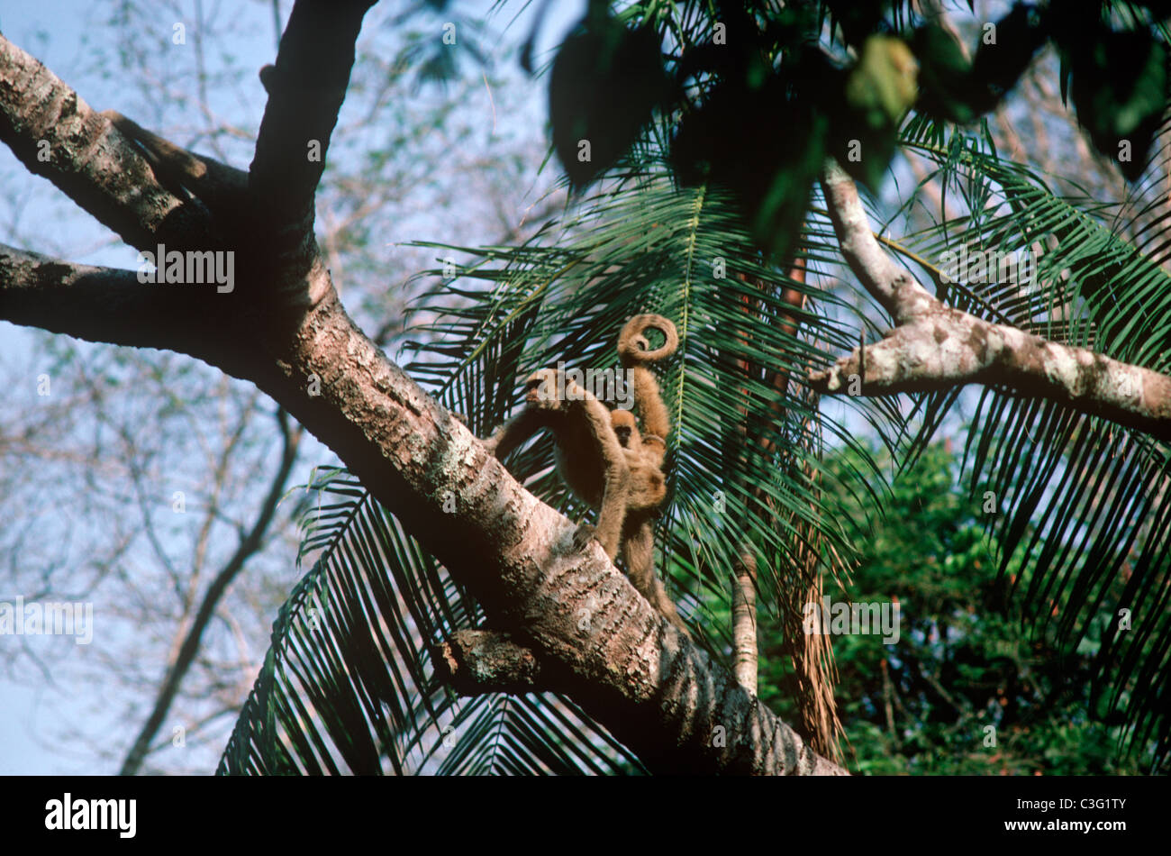 Muriqui, or woolly spider monkey (Brachyteles arachnoides) female and ...