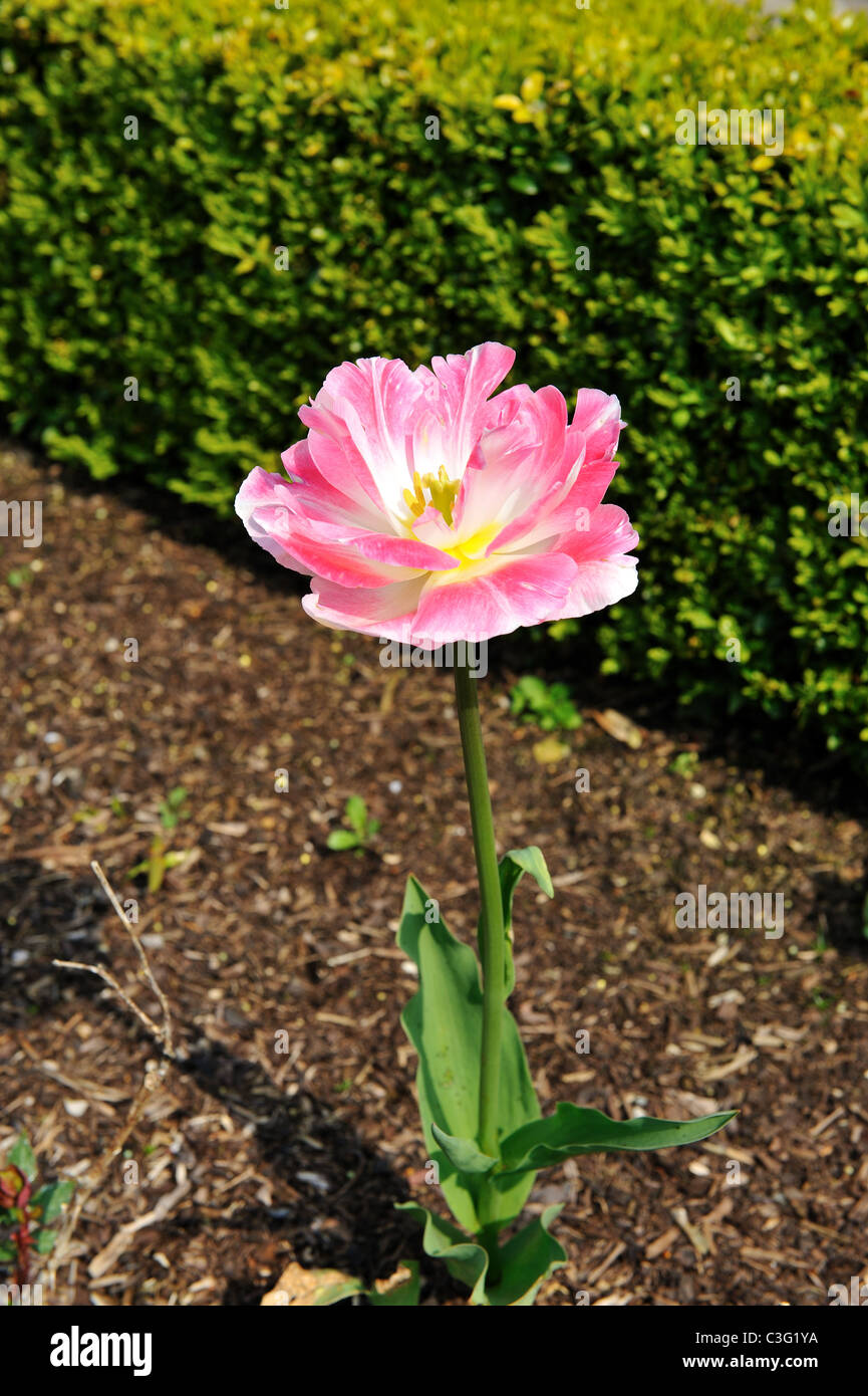 Single pink tulip in the garden Stock Photo - Alamy