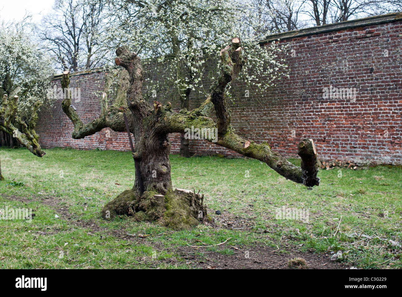 Fan apple trees hi-res stock photography and images - Alamy