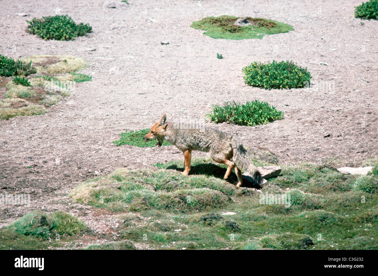 Fox (Canis culpaeus andinus: Canidae) in the Andean altiplano at 4300m ...