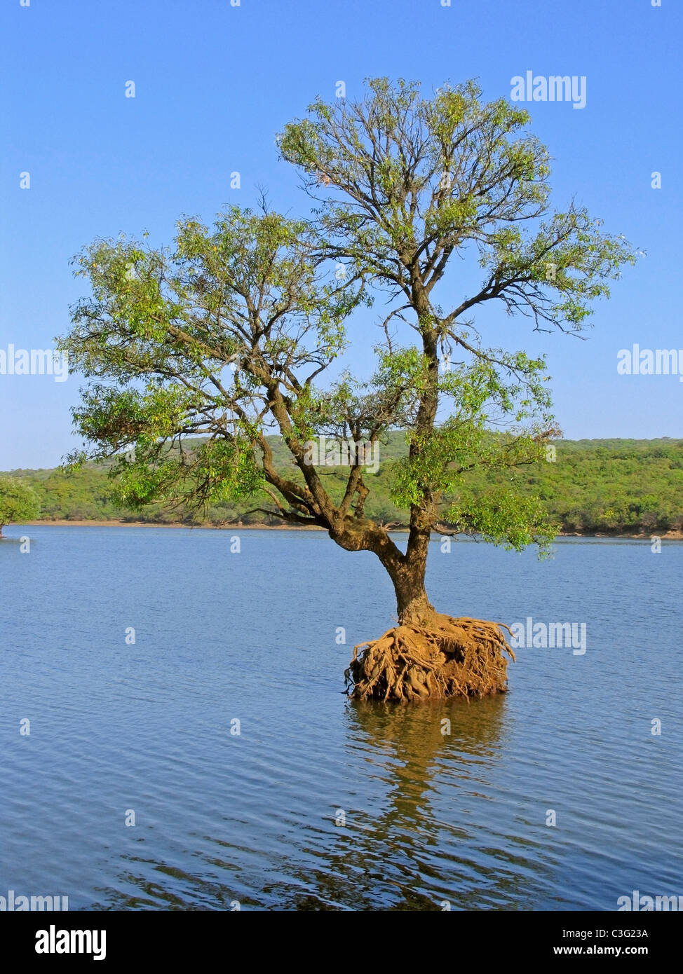 A tree and its reflection in the water of Venna Lake, Mahabaleshwara ...