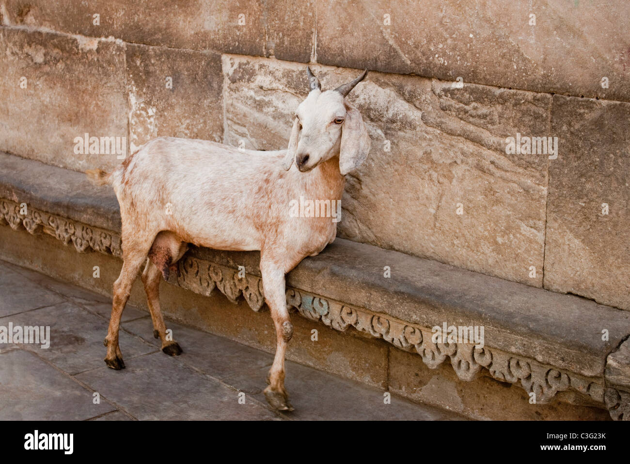 How Do Goats Walk On Walls at Willy Booth blog