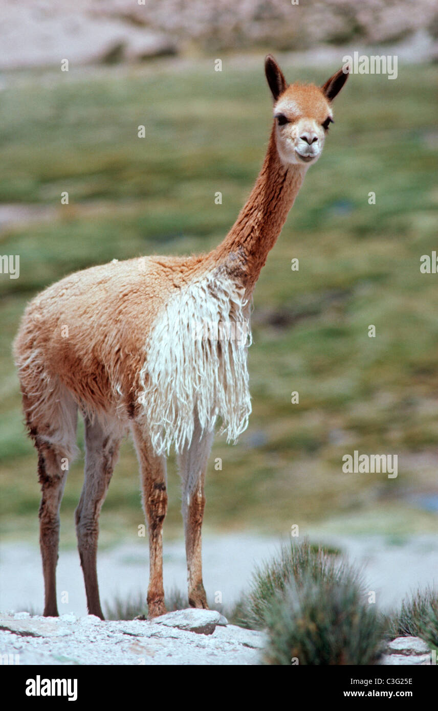 Vicuna (Vicugna vicugna mensalis) in the Andean altiplano at 4300m ...