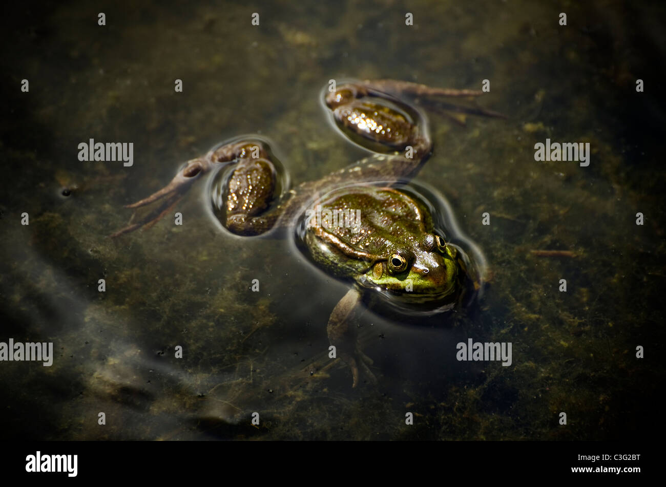 Surface frog hi-res stock photography and images - Alamy